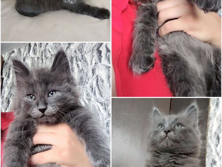 Котята Мейн-кун мальчики