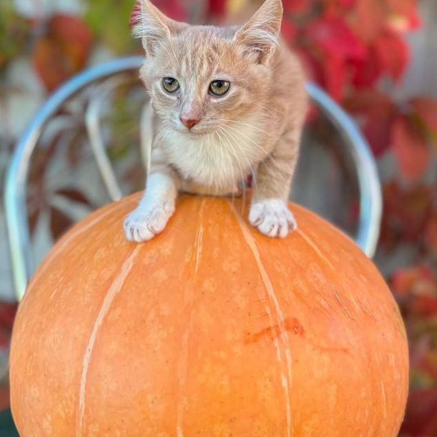 Котенок мальчик персиковый