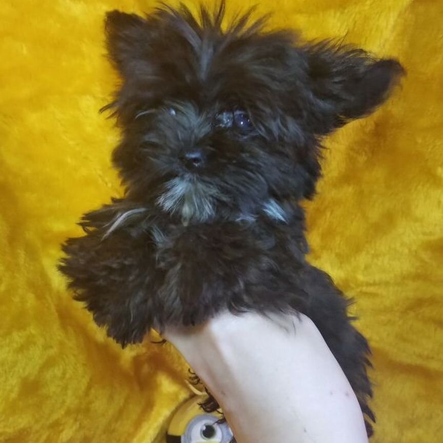 Йоркширский терьер, щенок