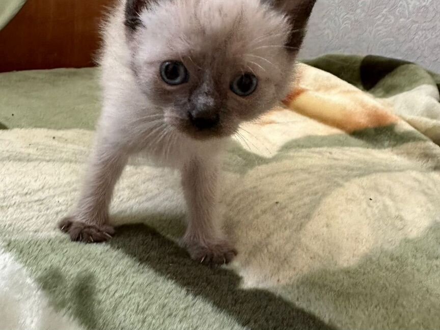 Котята в добрый дом