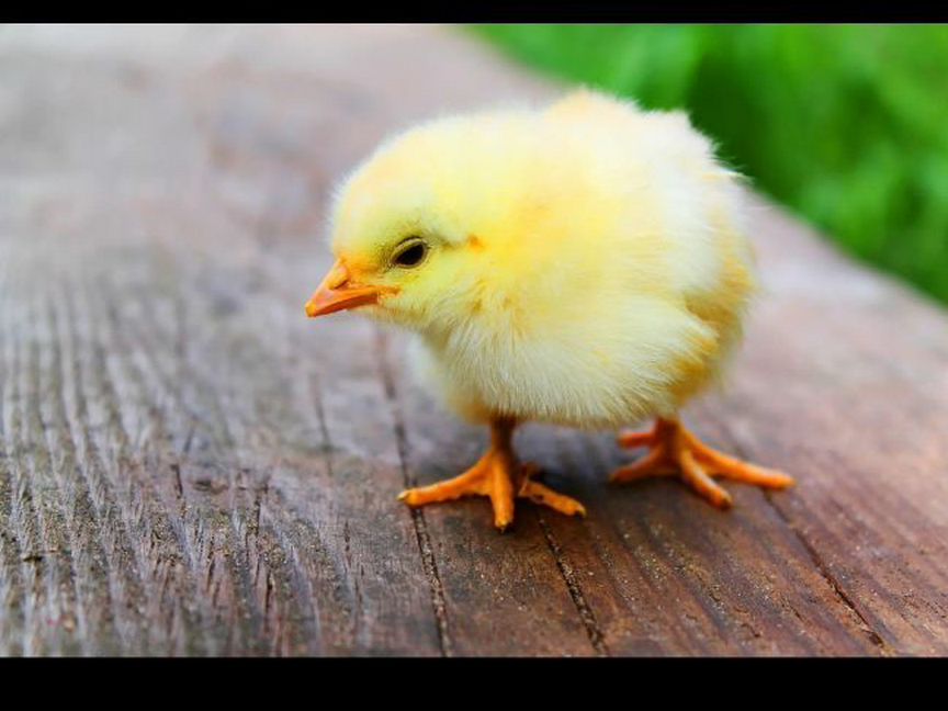 Цыплята суточные на корм