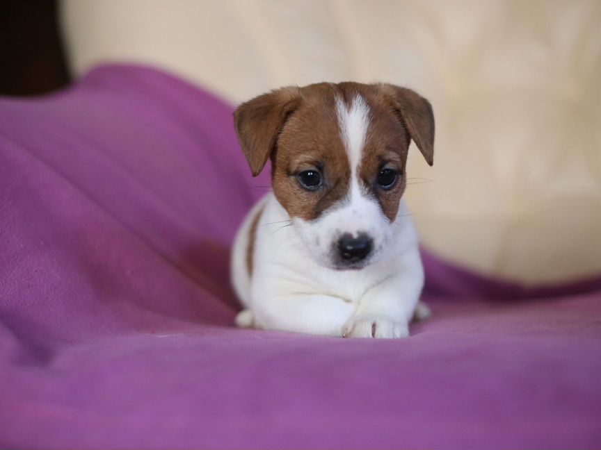 Джек рассел терьер