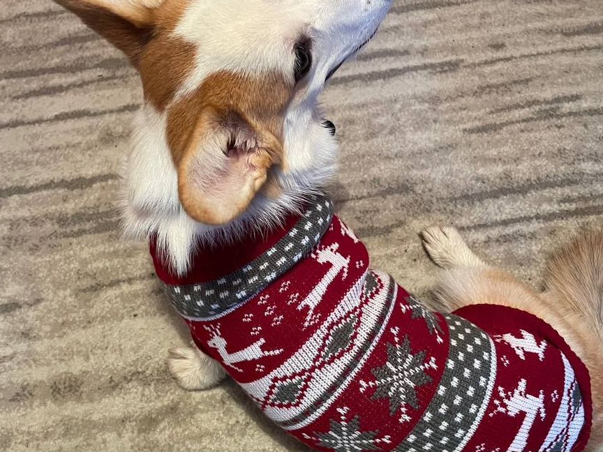 Чудесный коржик