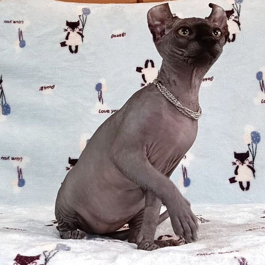 Эльф девочка