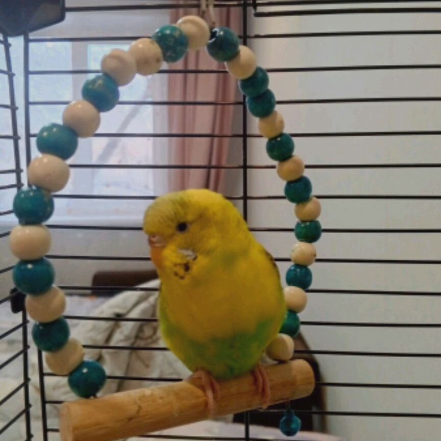 Волнистый попугай с клеткой