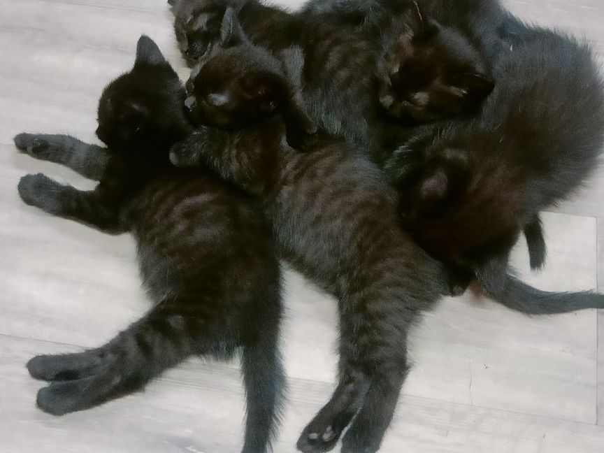 Мама тайская кошка