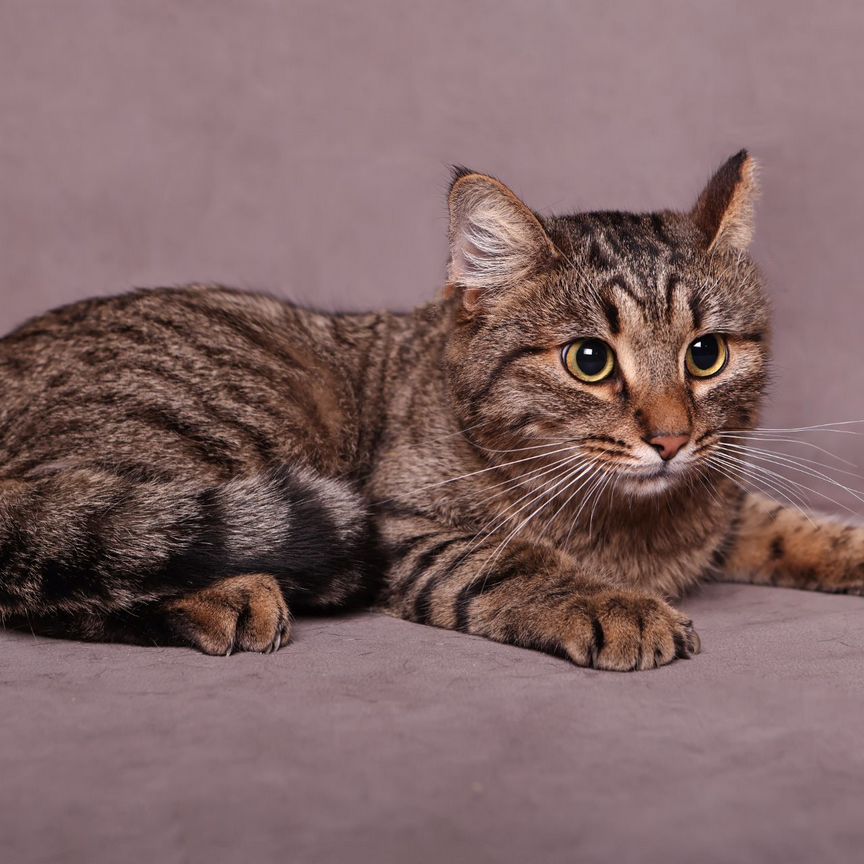 Котик в добрые руки