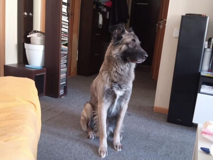 Собака в добрые руки отдам бесплатно