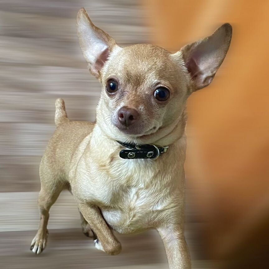 Русский той-терьер, взрослая собака