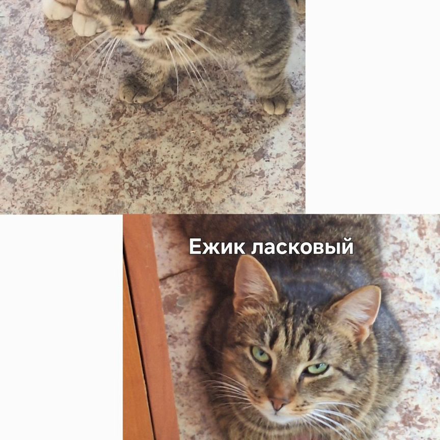 Коты и собаки в добрые руки