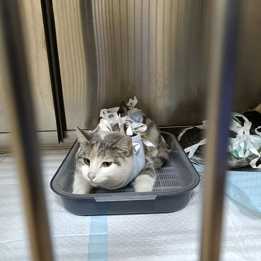 Котята кошечки котенок