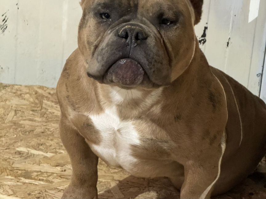 Американский булли