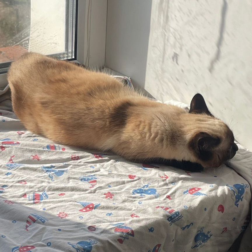 Сиамская, взрослая кошка