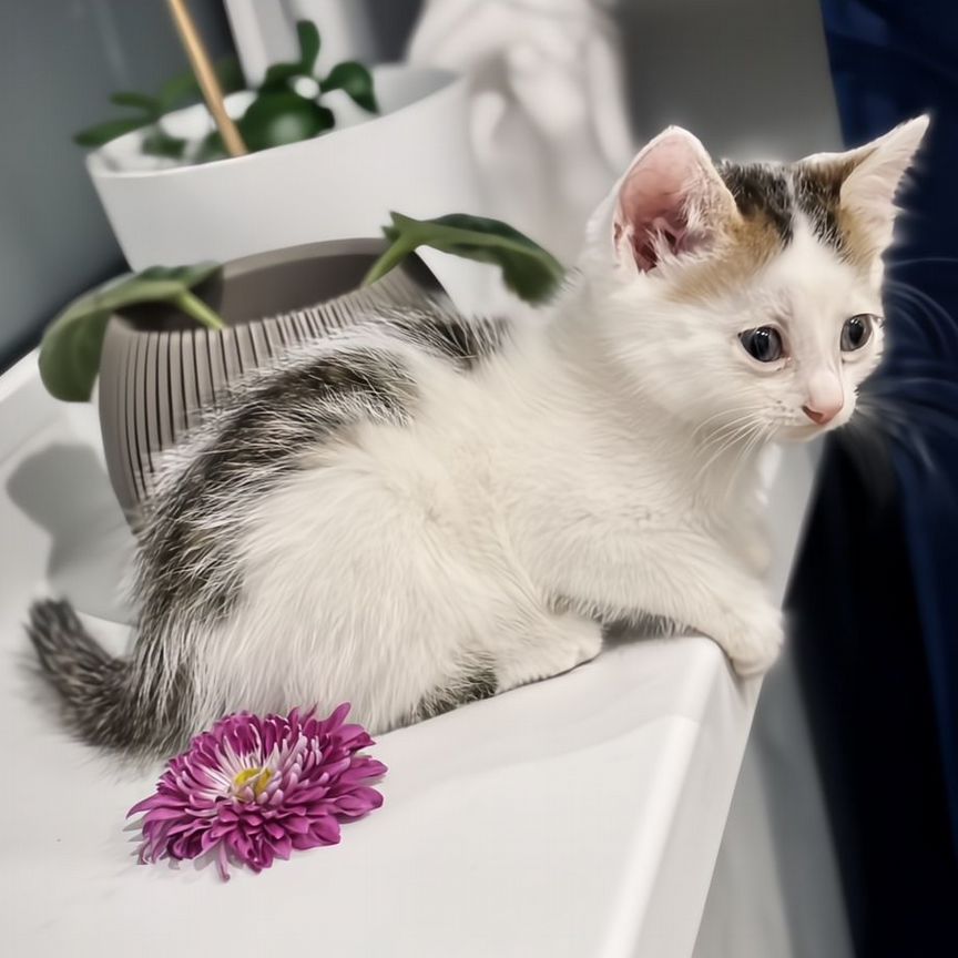 Отдам в добрые руки котенка