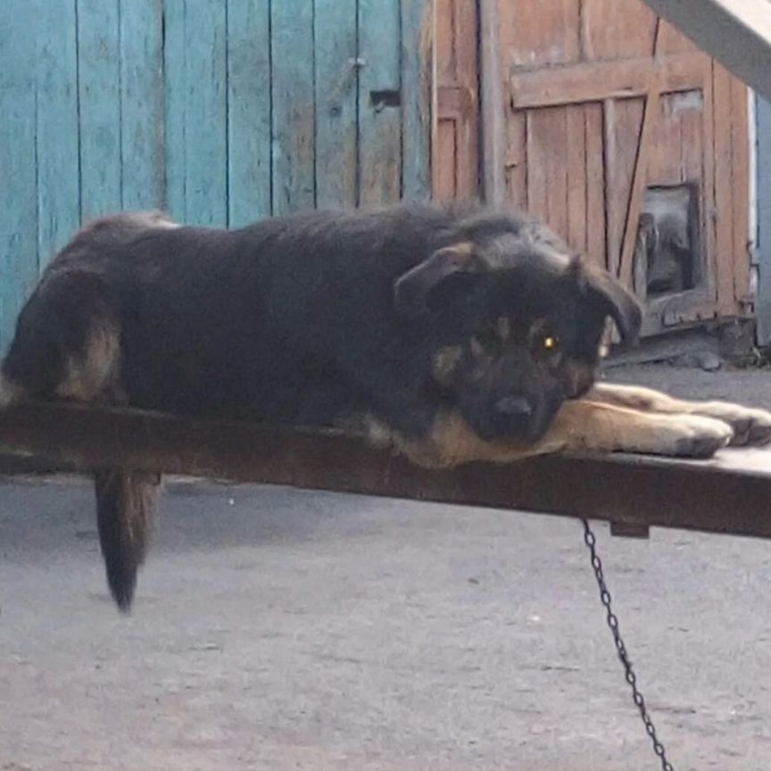 Немецкая овчарка, взрослый пёс