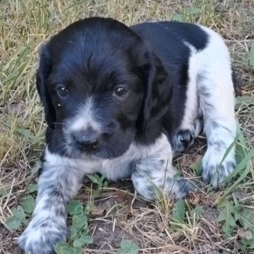 Русский охотничий спаниель щенки