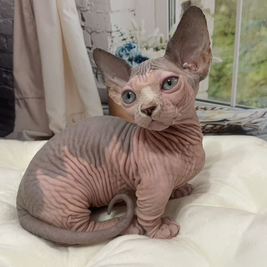 Котенок бамбино канадский сфинкс