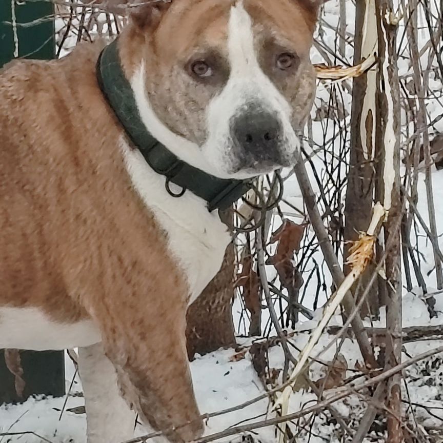 Американский стаффордширский терьер, взрослая собака