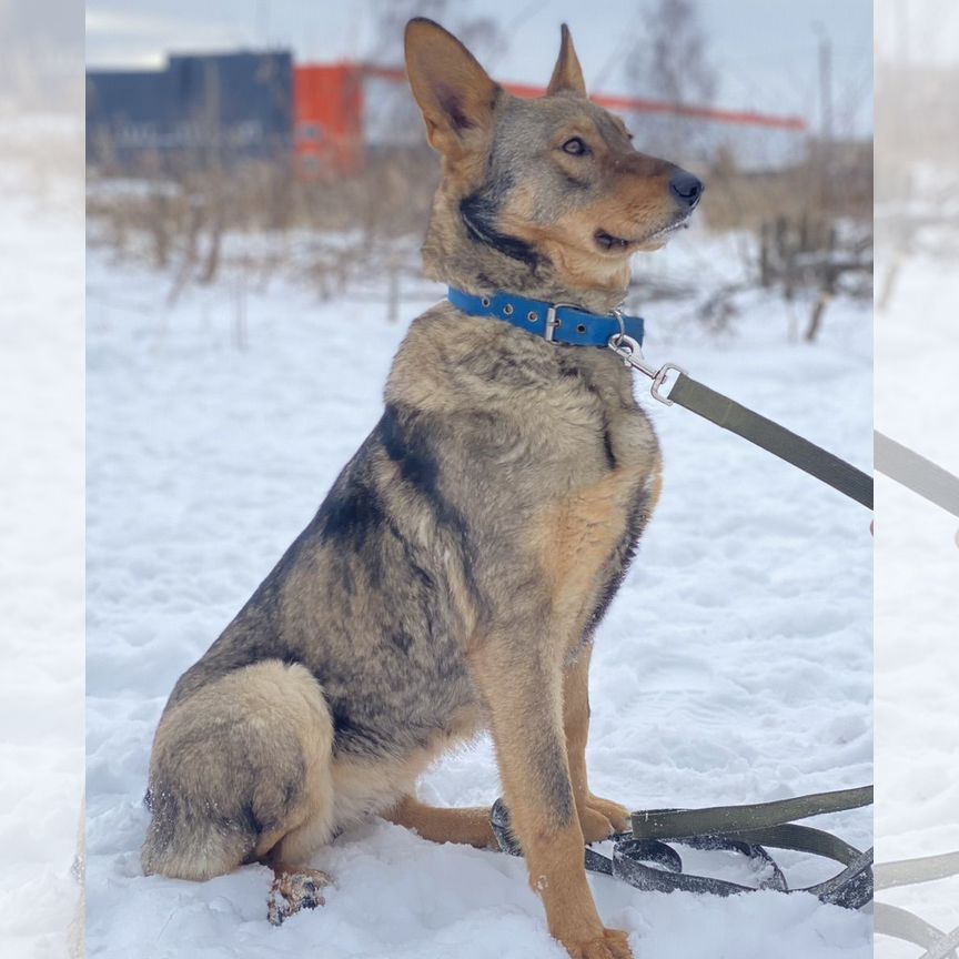 Прекрасная ласковая собака ищет себе дом