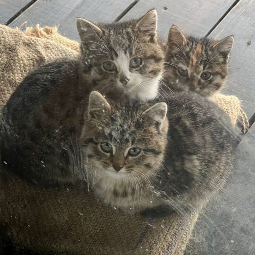 Котята живут на улице