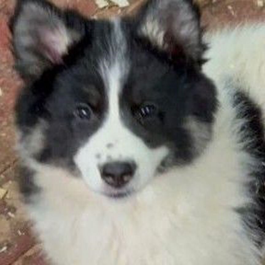 Отдам щенка девочку в добрые руки