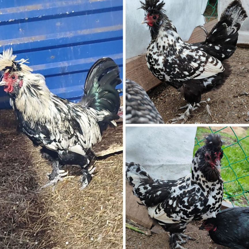 Куры петухи