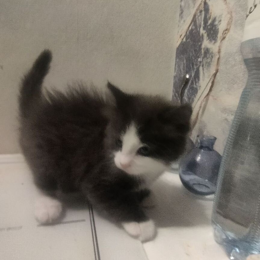 Котик пушистик биколор