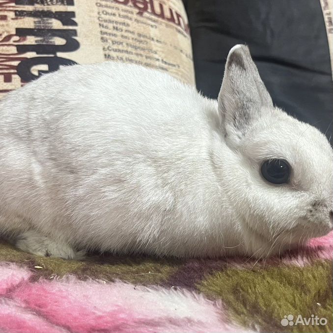 Кролик минор 1,5 года самка