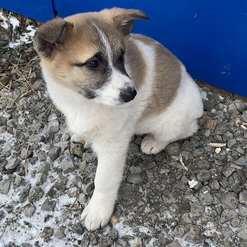 Щенок в добрые руки