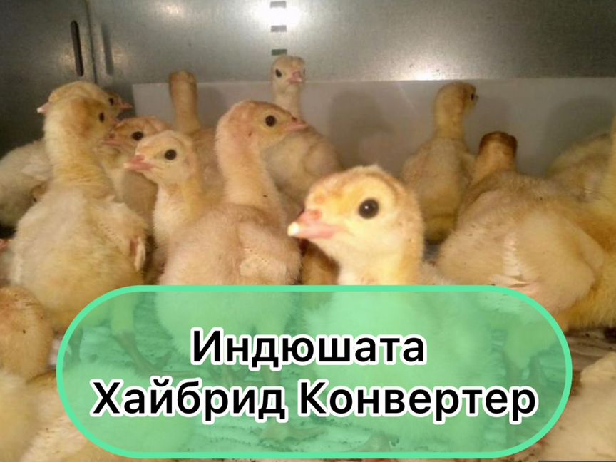 Индюшата