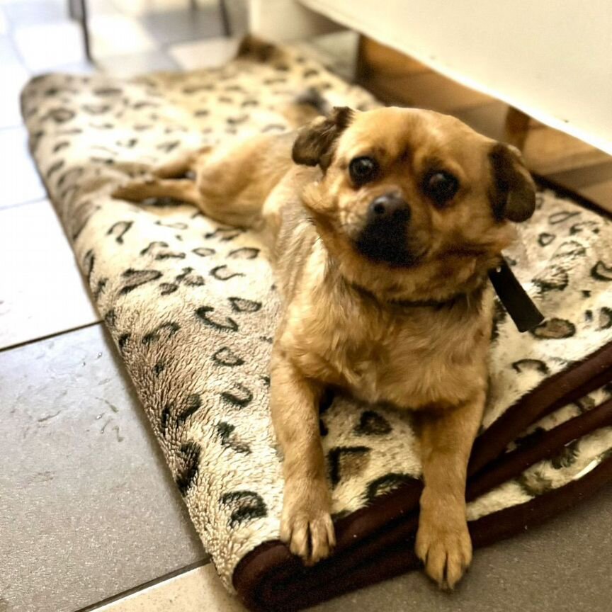 Маленькая собачка Джессика в добрые руки