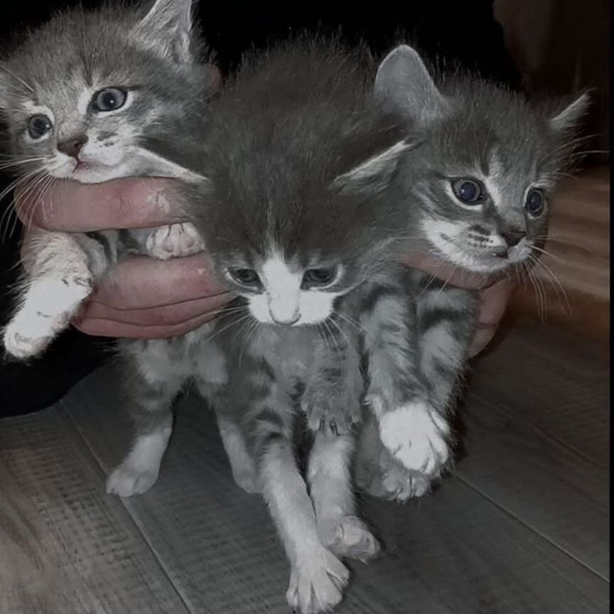 Котята в добрые руки