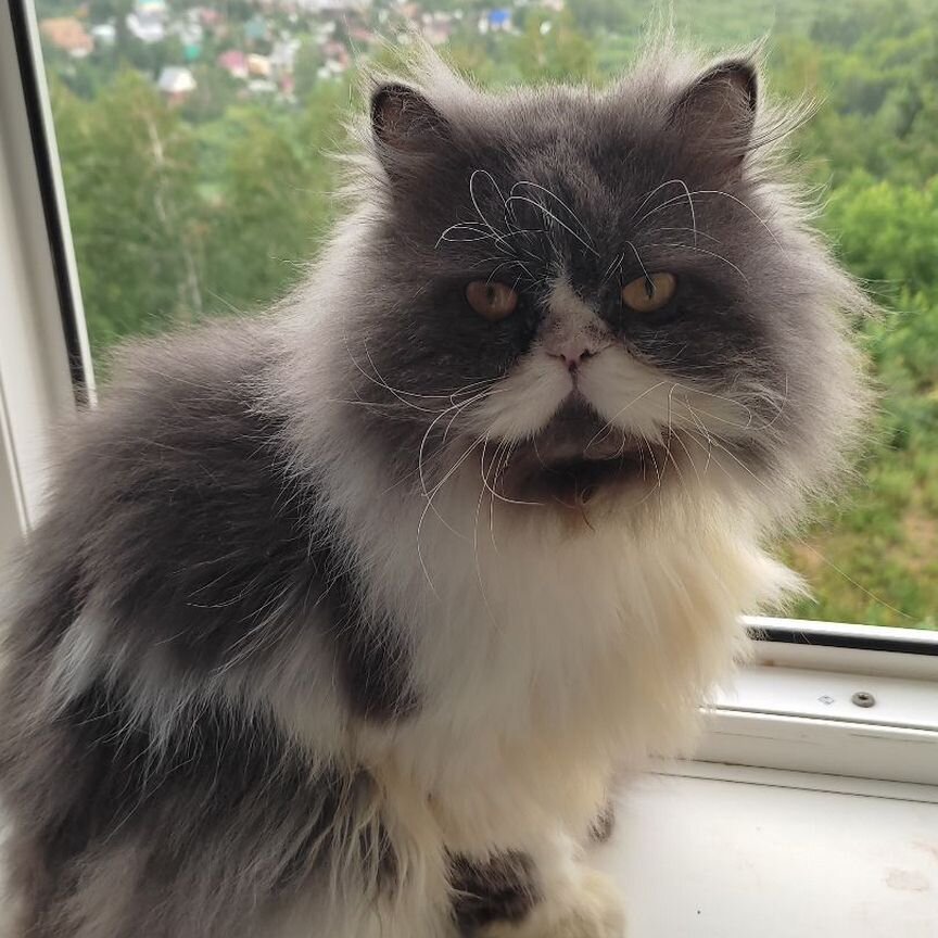 Кот в добрые руки