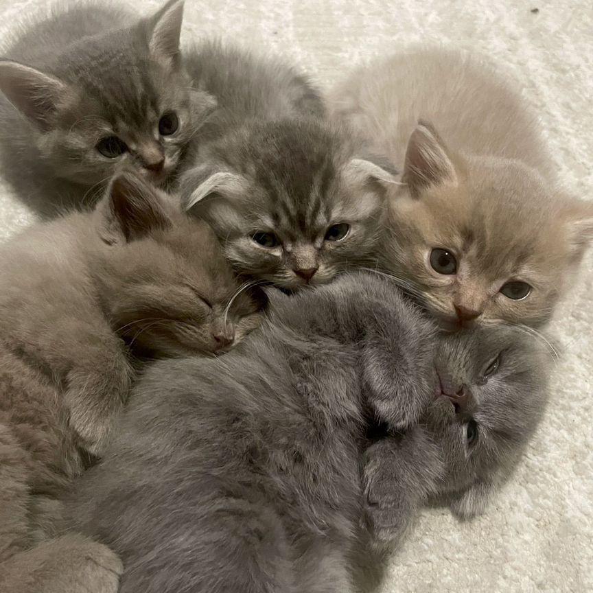 Шотландские котята