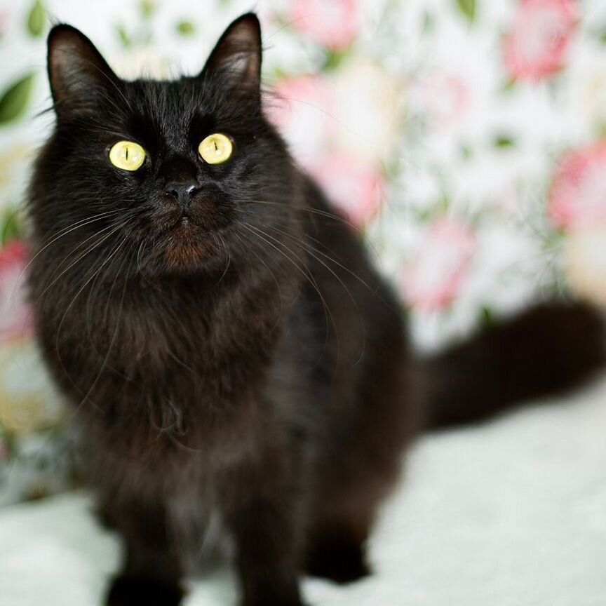 Суперская кошка ищет свою семью