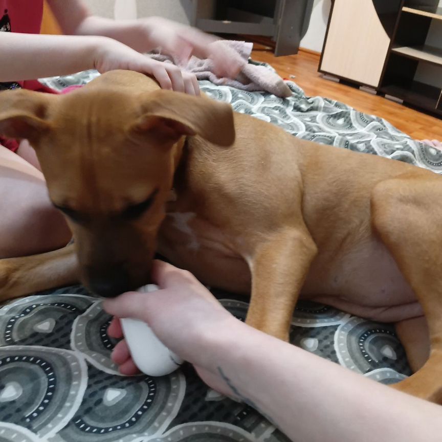 Американский стаффордширский терьер, щенок