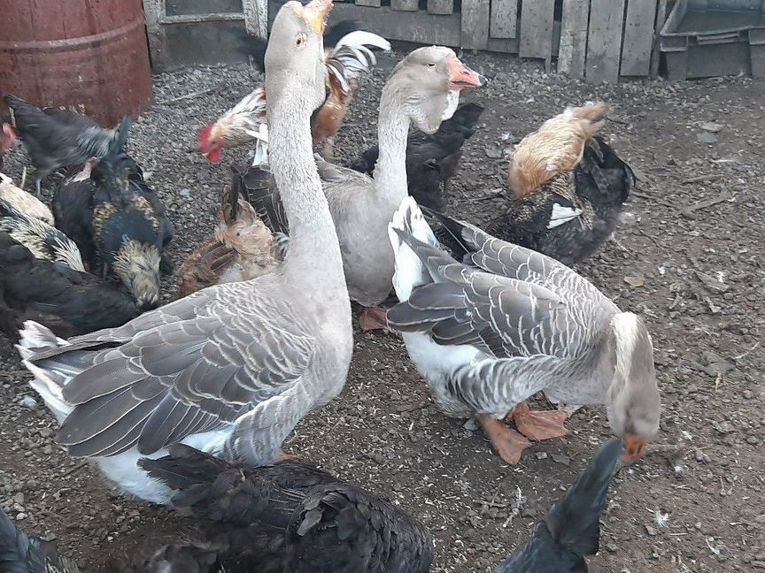 Семью Холмогорских гусей