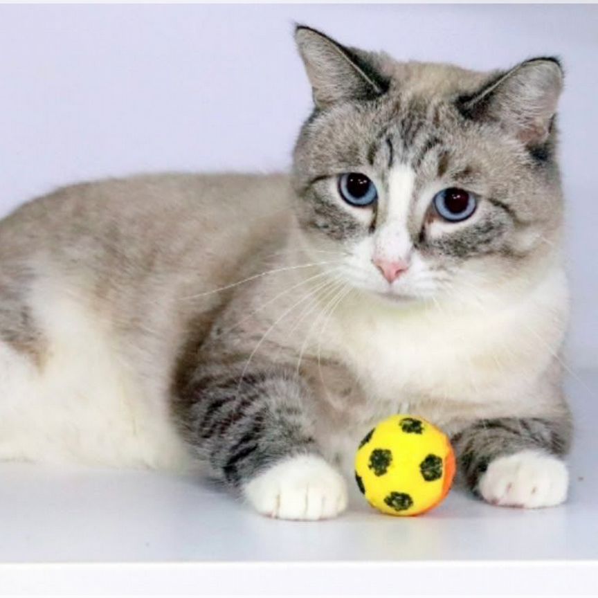 Взрослый кот в добрые руки