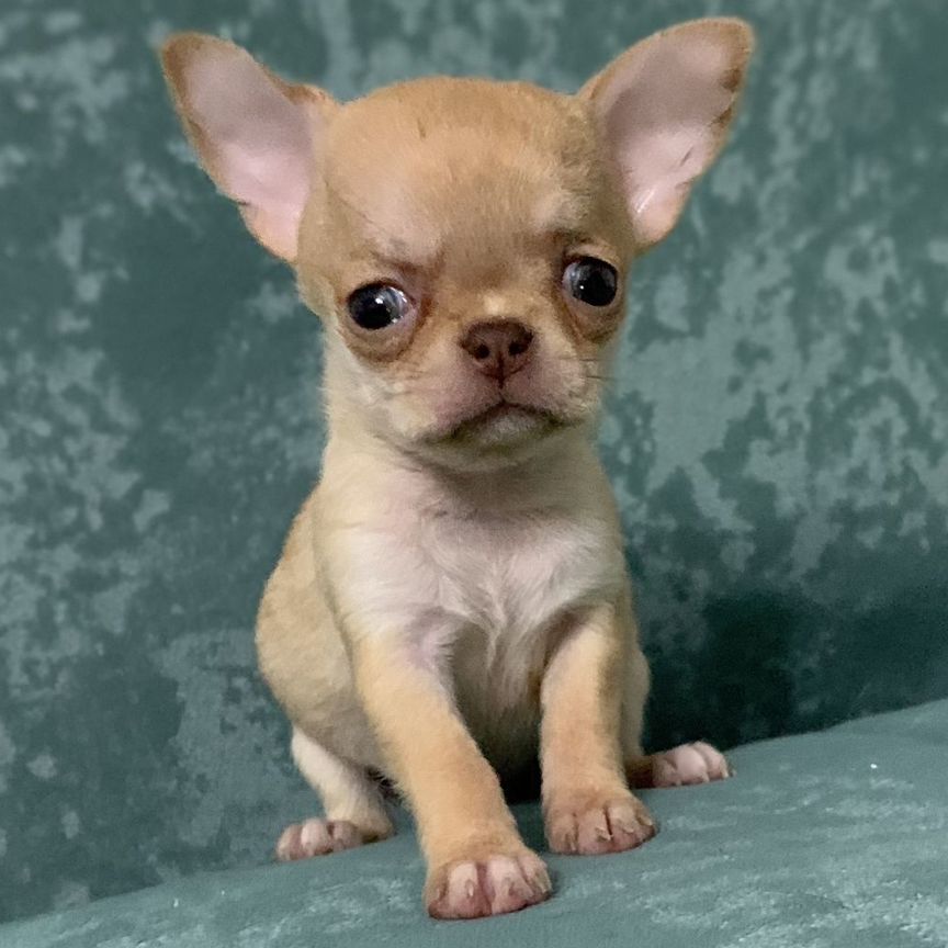 Чихуахуа, щенок