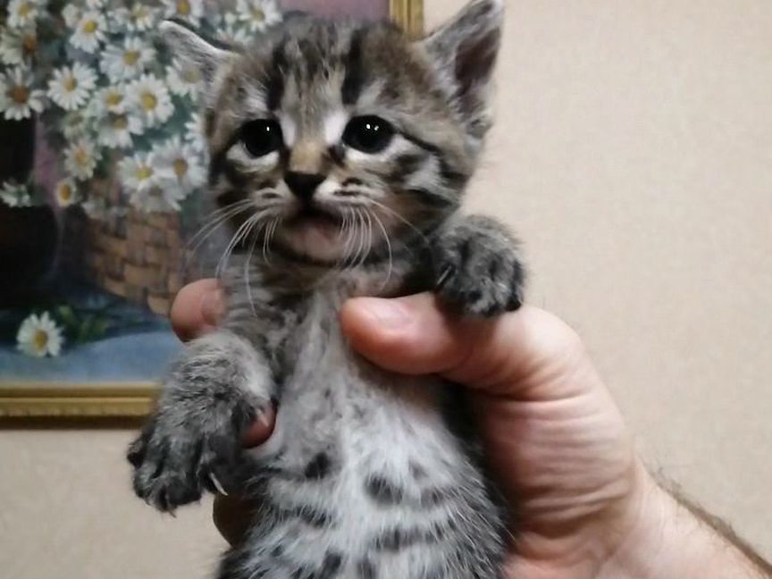 Кошка-полосатая девочка