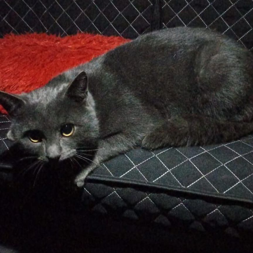 Взрослый кот в добрые руки