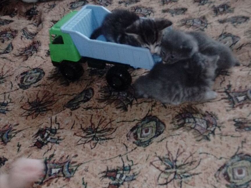 Котейки ищут новых хозяев