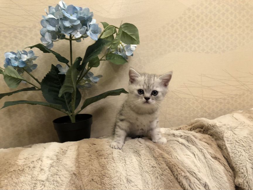 Шотландские прямоухие котята