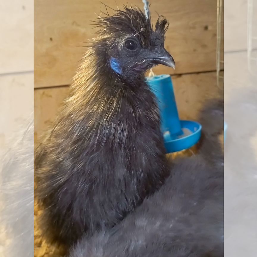 Китайские шелковые куры