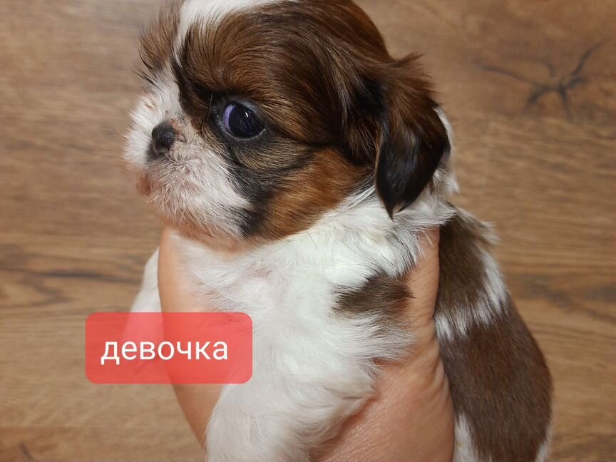 Щенки ши-тцу от заводчика