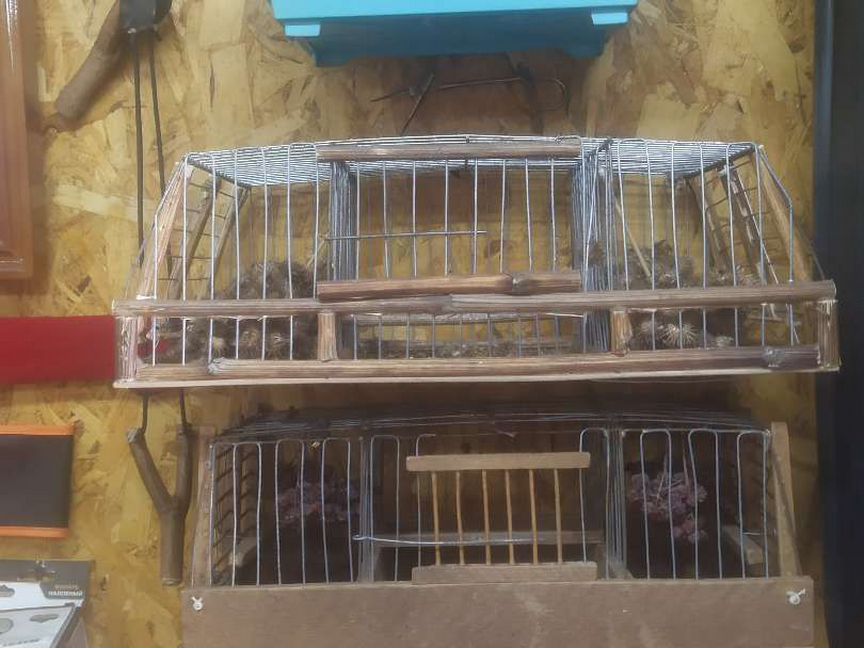 Клетка для птиц ловушки