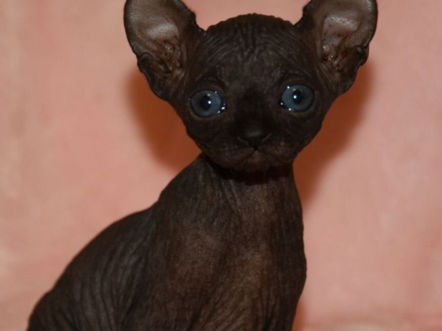 Которебенок девочка эльф