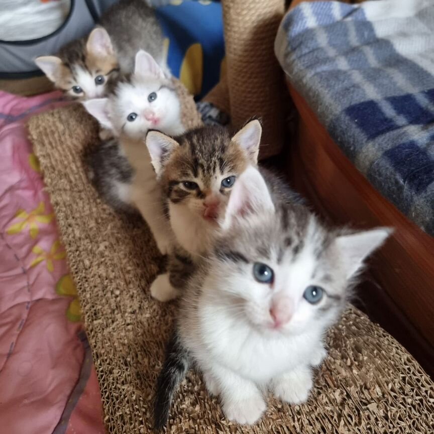 Котята в добрые руки