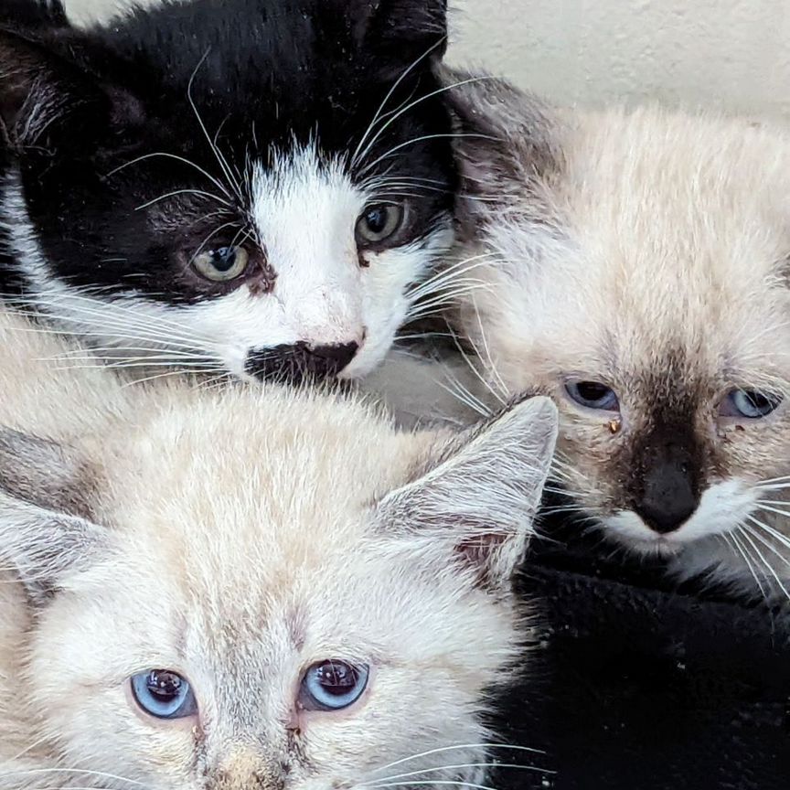 Два тайских котенка черный котенок