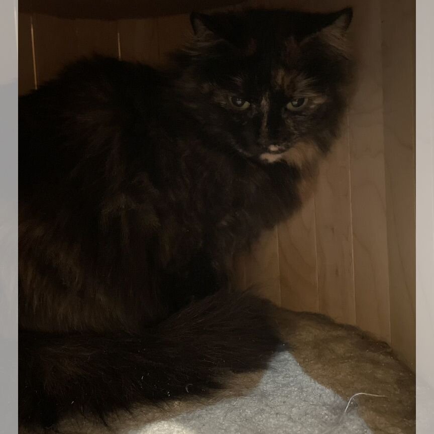 На усыпление 10 кошек